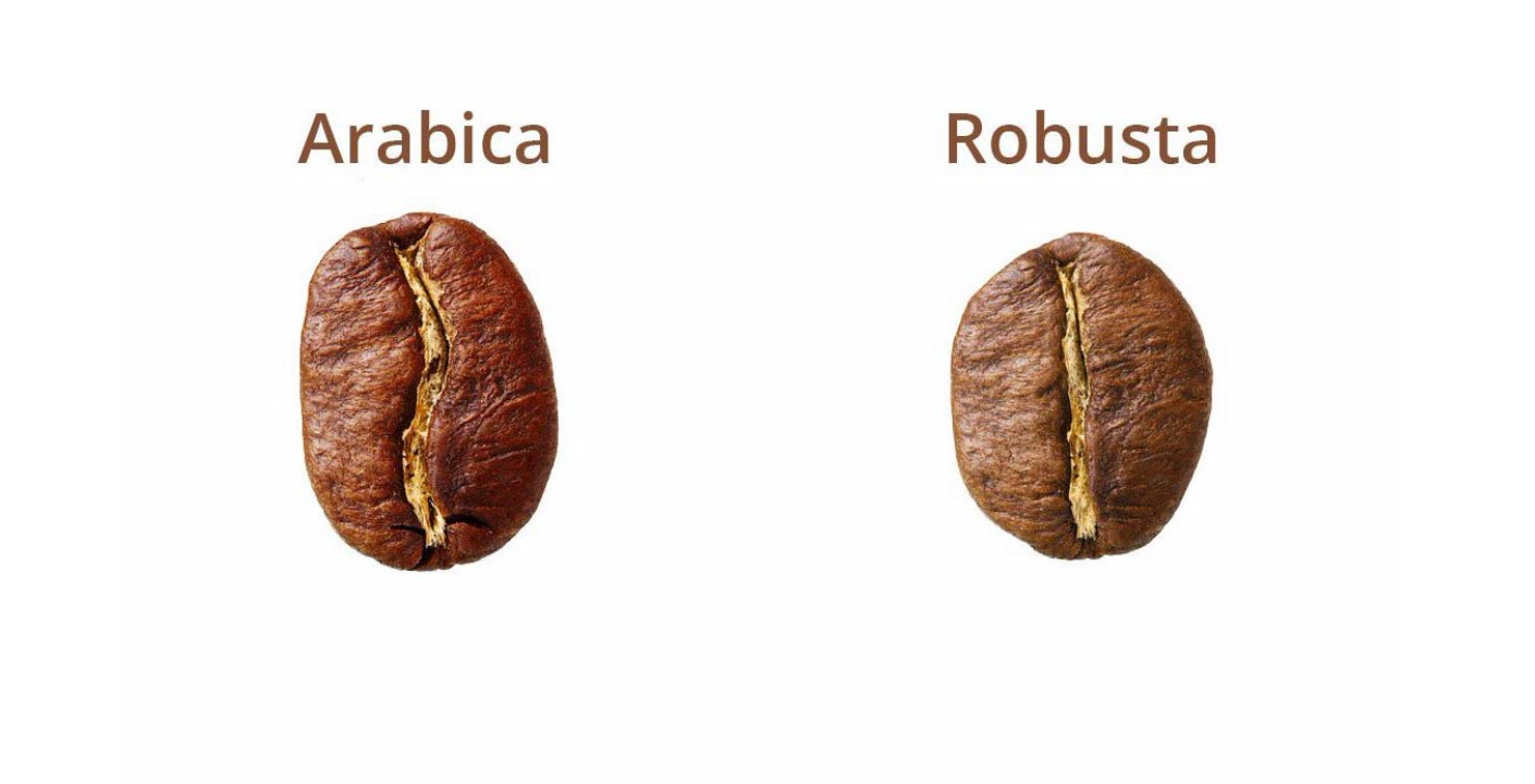 Jak správně vybrat kávu: Chuť, kvalita a zdravotní benefity | Café Arhuacos